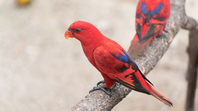 Names for Red, Yellow, and Pet Birds: Find the Perfect Name for Your ...
