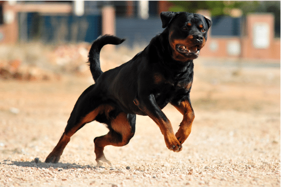 Understanding Canine Muscle Cramps: Causes, Symptoms, and Treatment ...