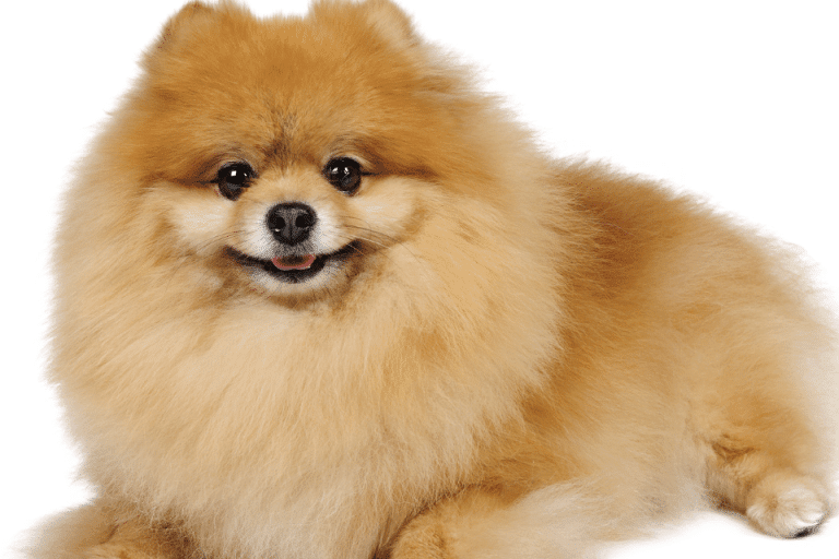 Best Pomeranian Teddy Bear Cuts: Top Styles for 2024 - BarkleyAndPaws