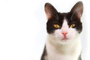 Unraveling the Mystery of Cat Hair Loss on Back Near Tail: An In-depth ...