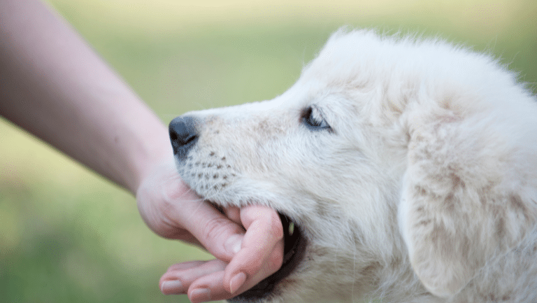 Dog Pressure Points to Stop Biting: Where to Pinch and Calm Your Dog ...