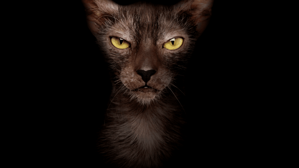 The History and Origins of the Lykoi or Wolf Cat Breed - BarkleyAndPaws
