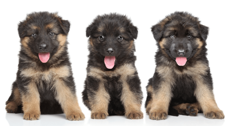 The Ultimate Guide to Short-Haired German Shepherds: Everything You ...