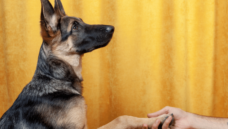 The Ultimate Guide to Short-Haired German Shepherds: Everything You ...