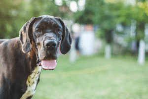 Understanding Excessive Dog Panting: Causes, Concerns, and Solutions ...