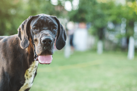 Understanding Excessive Dog Panting: Causes, Concerns, and Solutions ...