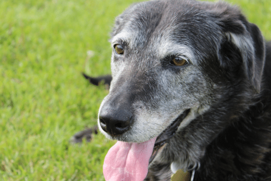 Understanding Excessive Dog Panting: Causes, Concerns, and Solutions ...