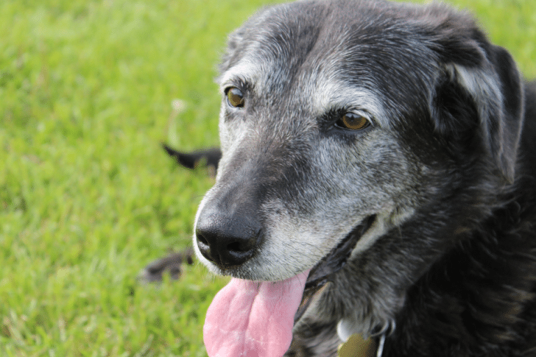 Understanding Excessive Dog Panting: Causes, Concerns, and Solutions ...