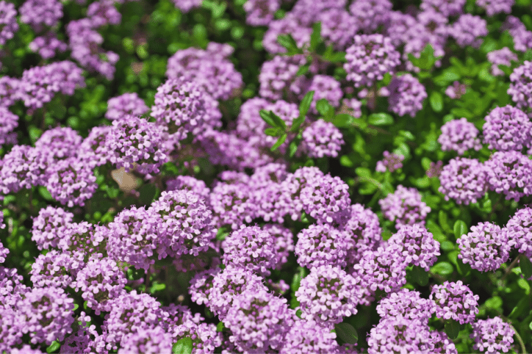 A Pet Parent's Guide: Is Red Creeping Thyme Safe for Dogs? - BarkleyAndPaws