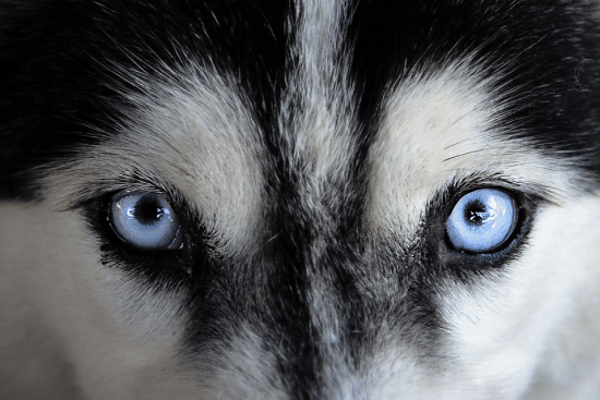 Demystifying Siberian Huskies Behavior: The Ultimate Comprehensive Guide - BarkleyAndPaws