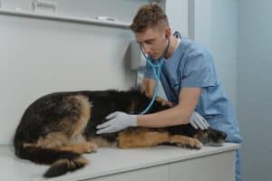 Understanding Canine Bradycardia: Key Insights on Diagnosis and ...