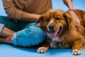 Unraveling Dog Behavior: Understanding Why Dogs Sit Facing Away ...