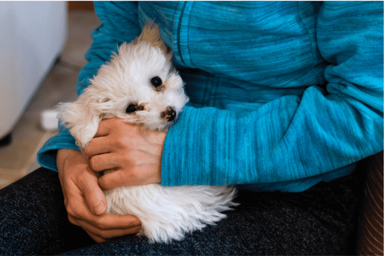 Unraveling Dog Behavior: Understanding Why Dogs Sit Facing Away ...